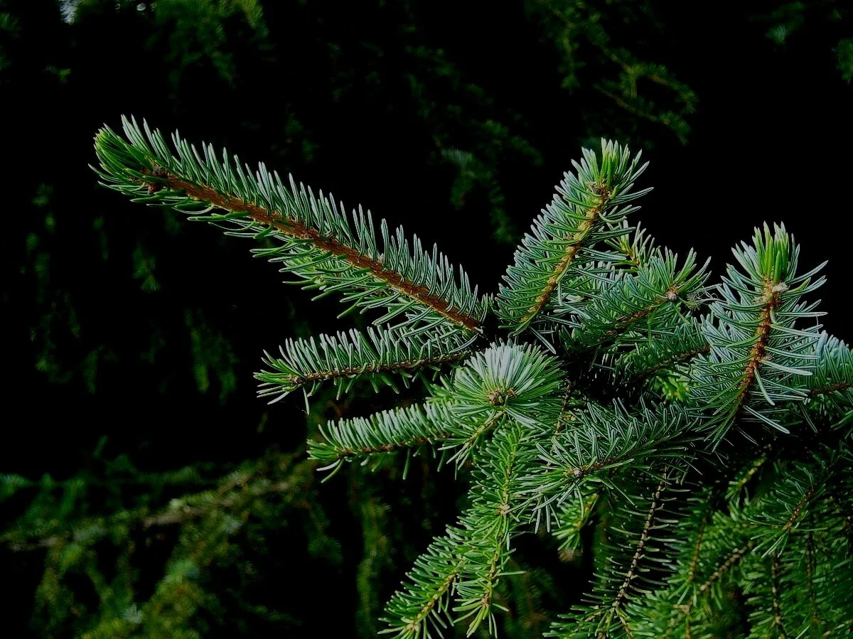 Picea — Sunnyside Nursery