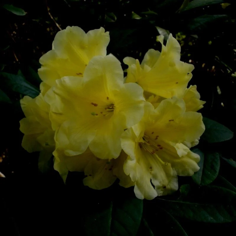 Orange & Yellow Rhododendrons — Sunnyside Nursery