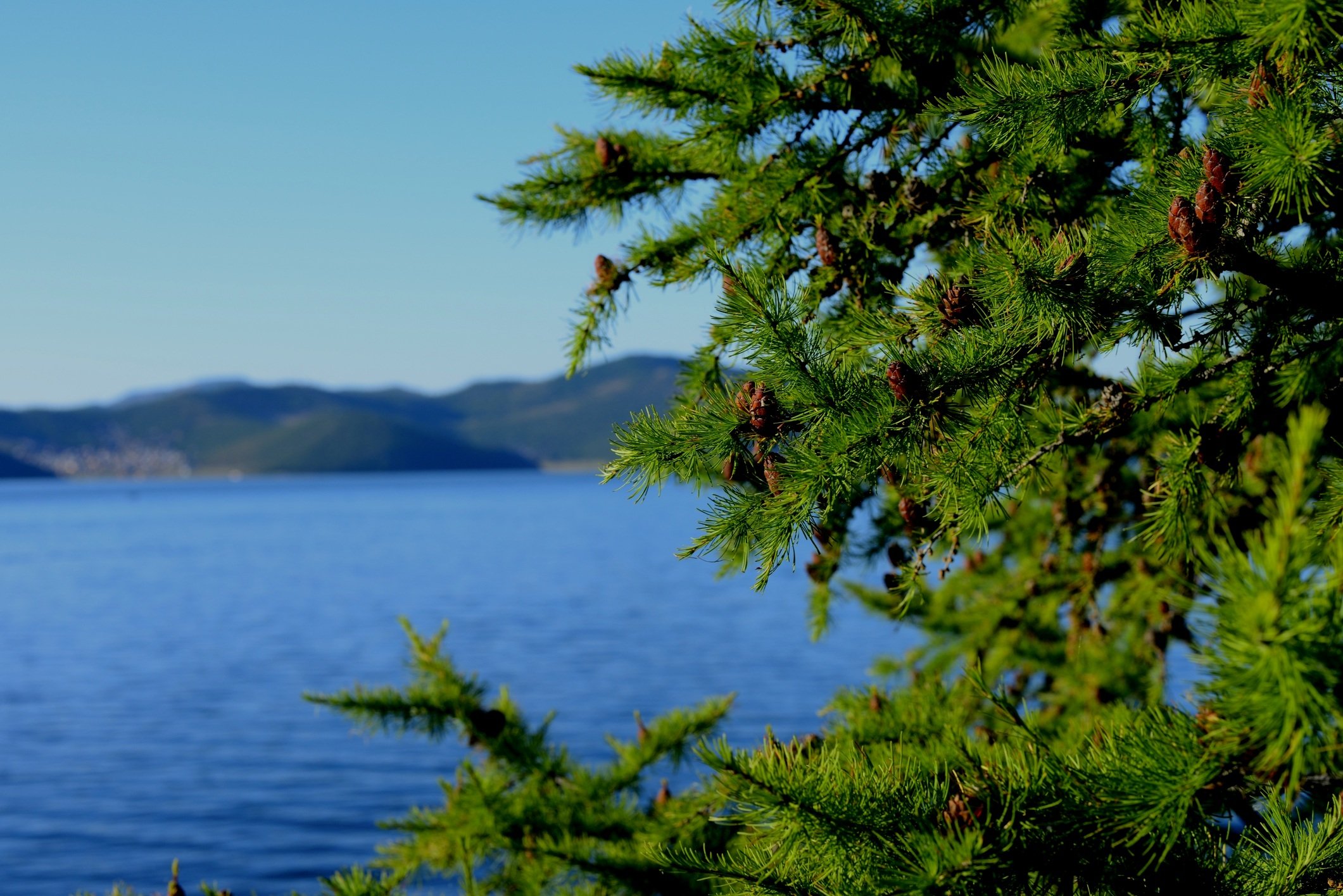 Conifers — Sunnyside Nursery