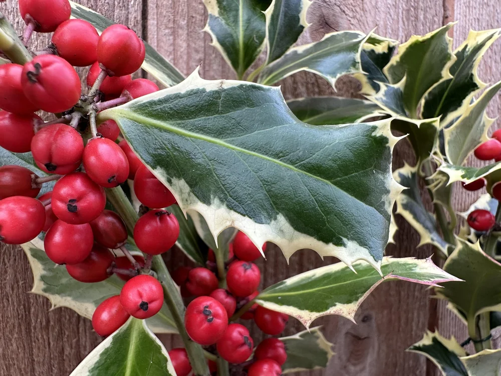 Holly Days Wreath — Sunnyside Nursery