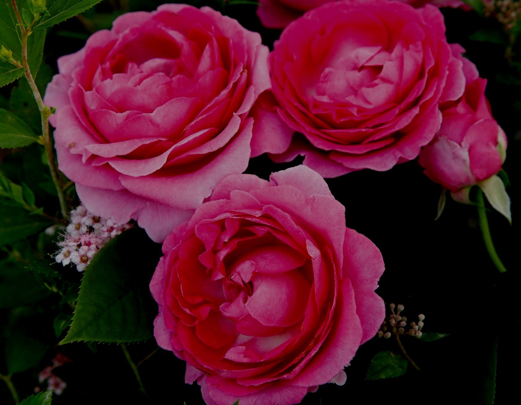 Brand New 2023 Roses — Sunnyside Nursery