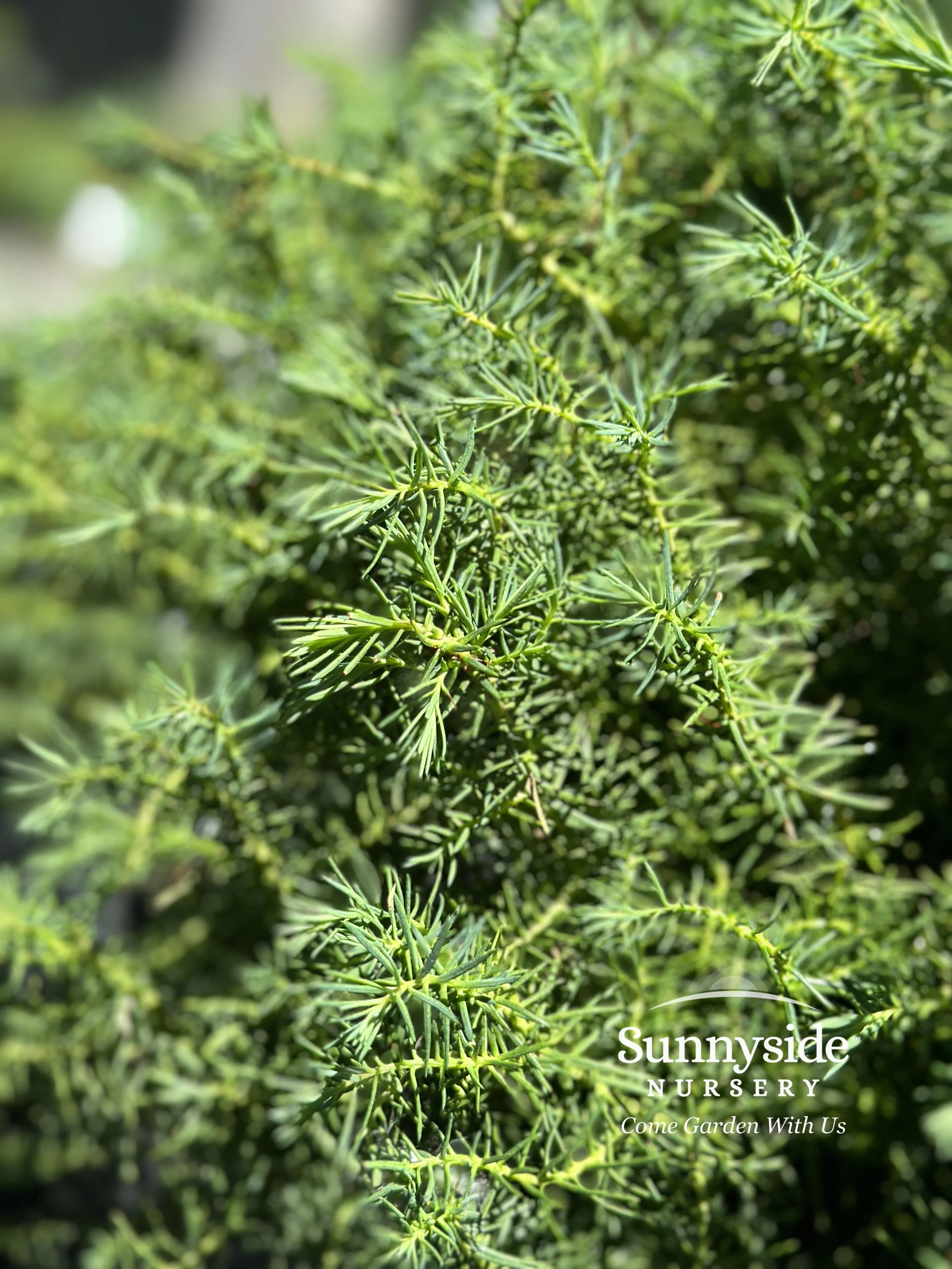 Cryptomeria — Sunnyside Nursery