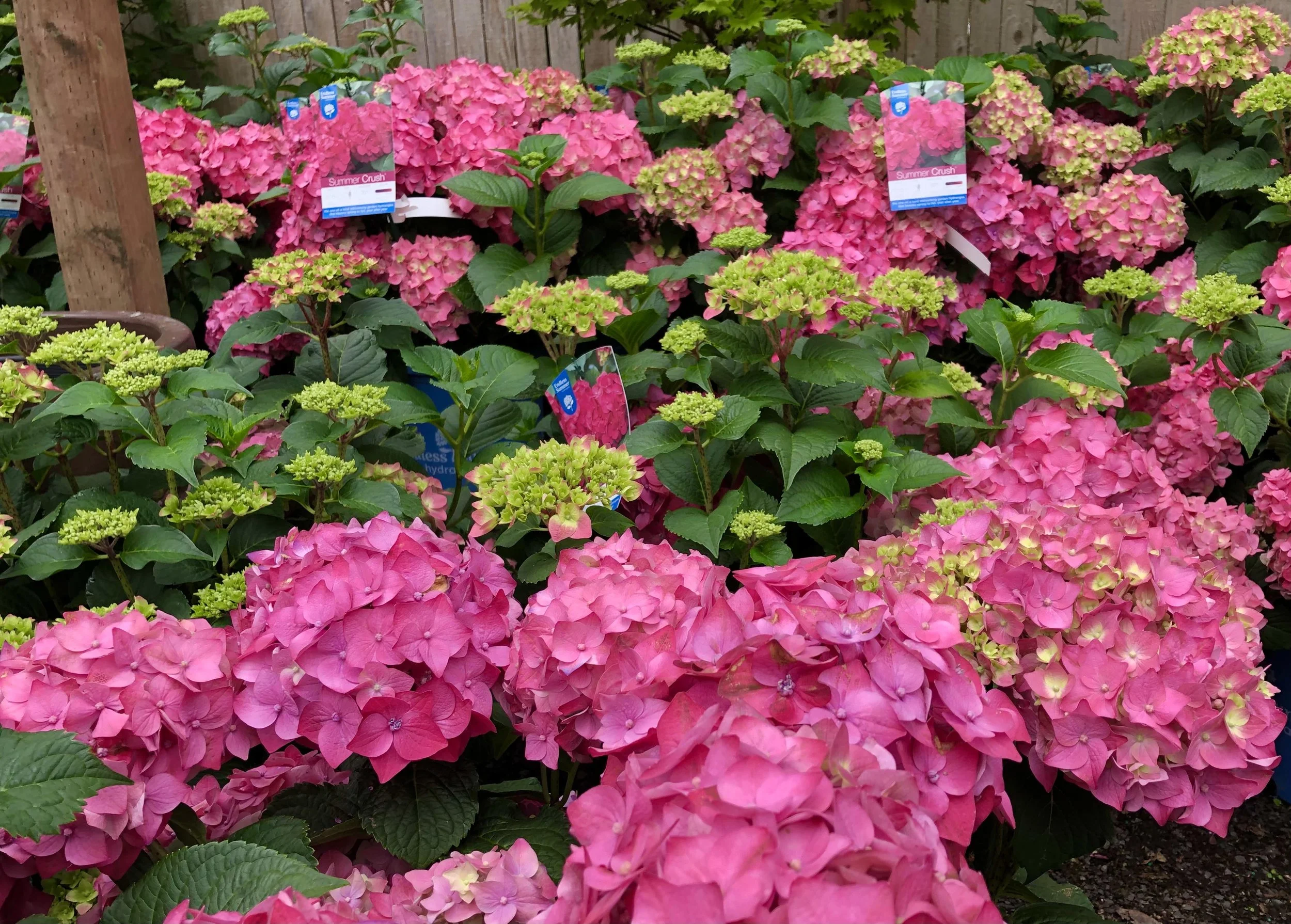 You Can't Beat Hydrangeas For Summer Color — Sunnyside Nursery