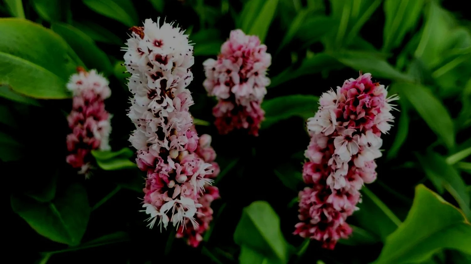 Fleece Flower