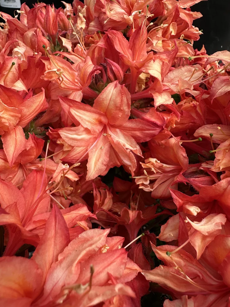 Red Deciduous Azaleas — Sunnyside Nursery