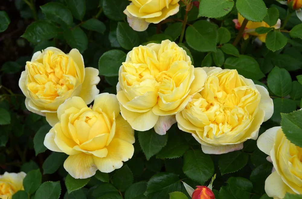 David Austin English Roses — Sunnyside Nursery