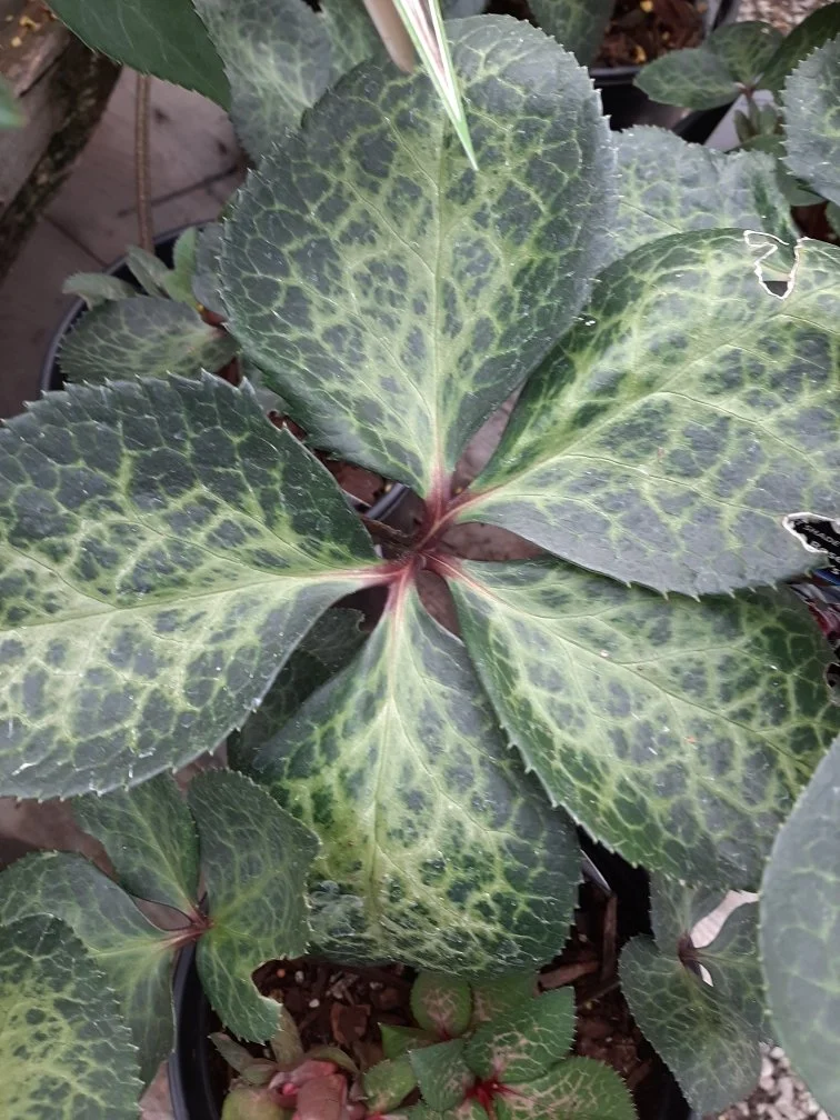 Hellebores - They Just Keep Getting Better — Sunnyside Nursery