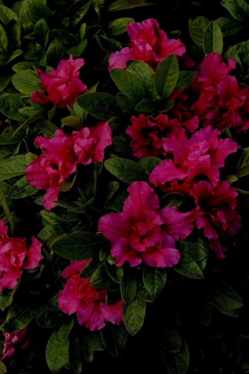 Evergreen Azaleas — Sunnyside Nursery