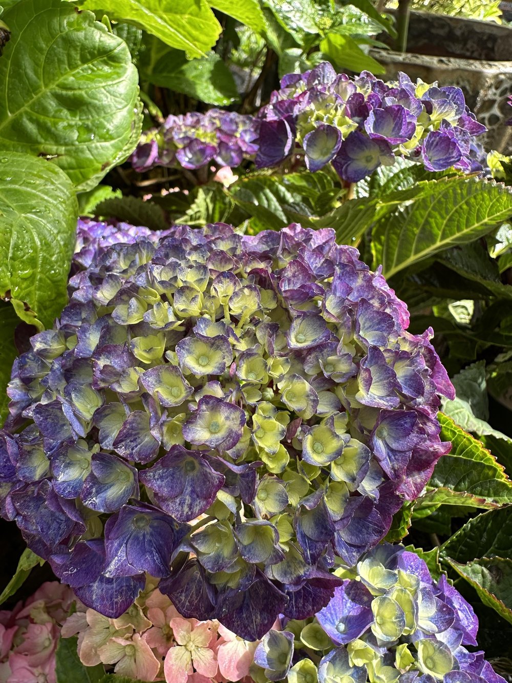 Let's Dance Hydrangeas — Sunnyside Nursery