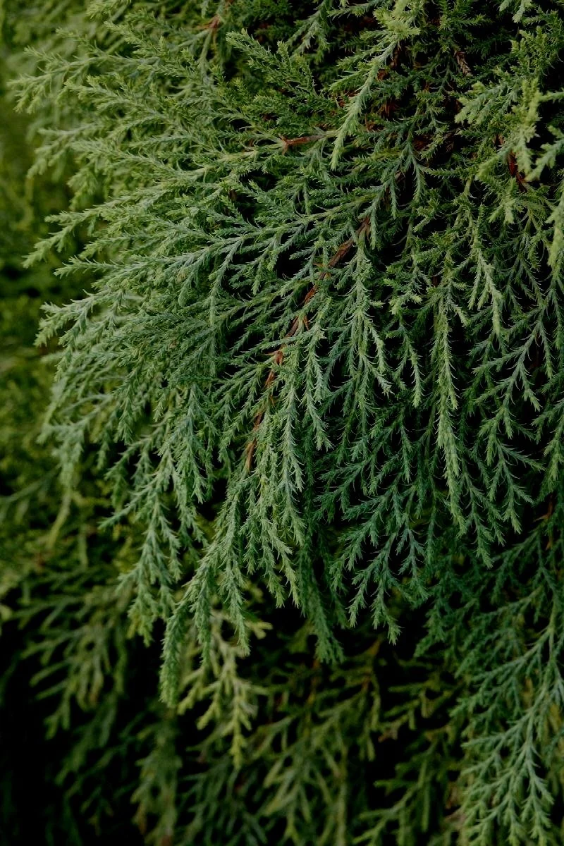 Microbiota — Sunnyside Nursery