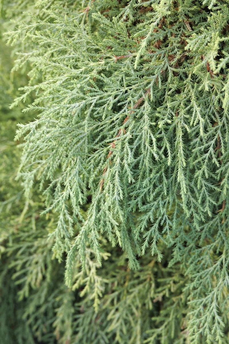 Microbiota — Sunnyside Nursery