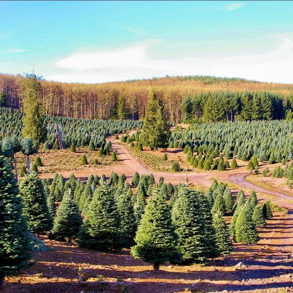Fresh Cut Christmas Trees — Sunnyside Nursery