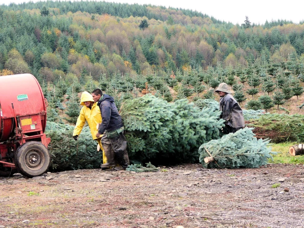 Fresh Cut Christmas Trees — Sunnyside Nursery