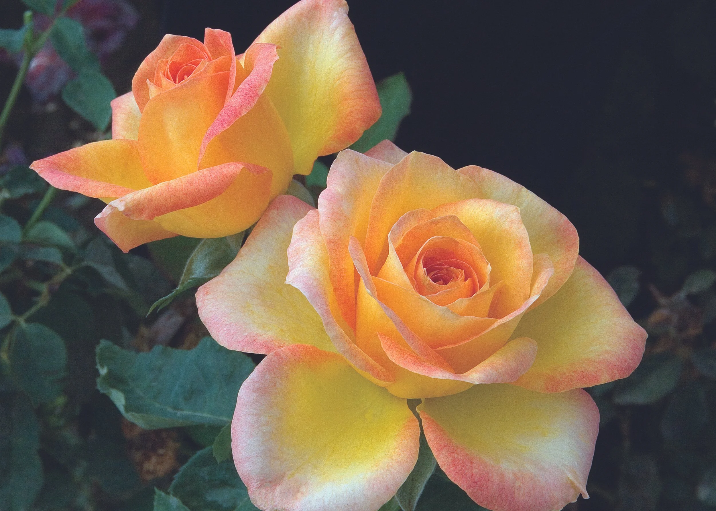 Grandiflora Roses — Sunnyside Nursery