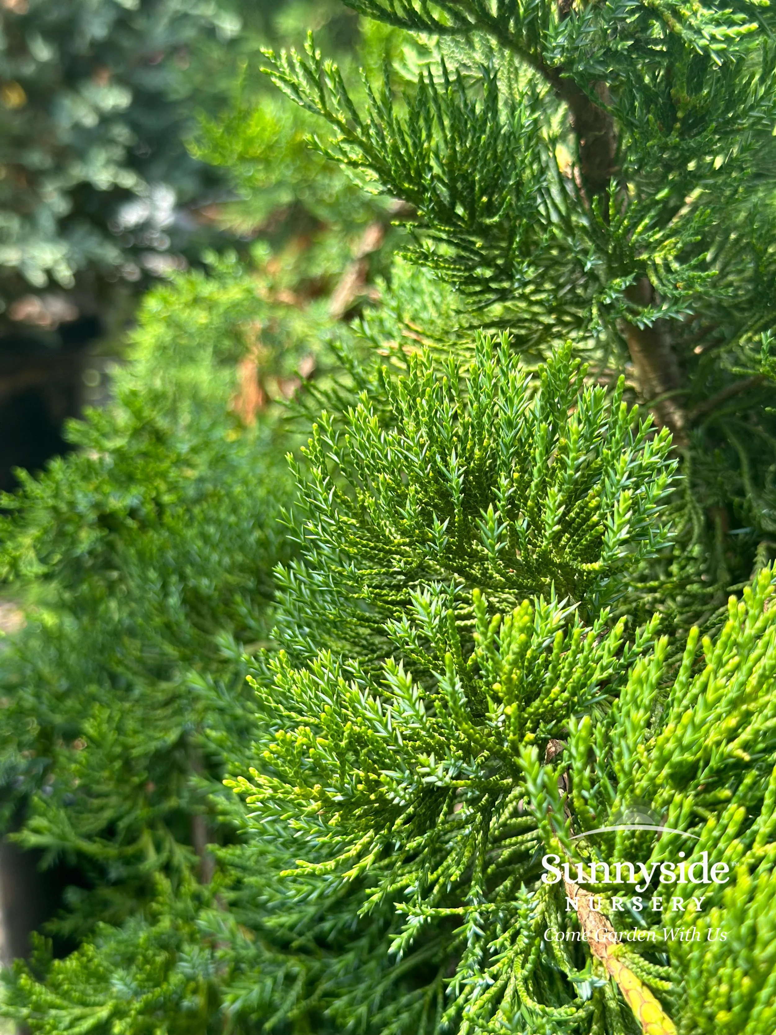 Juniperus — Sunnyside Nursery
