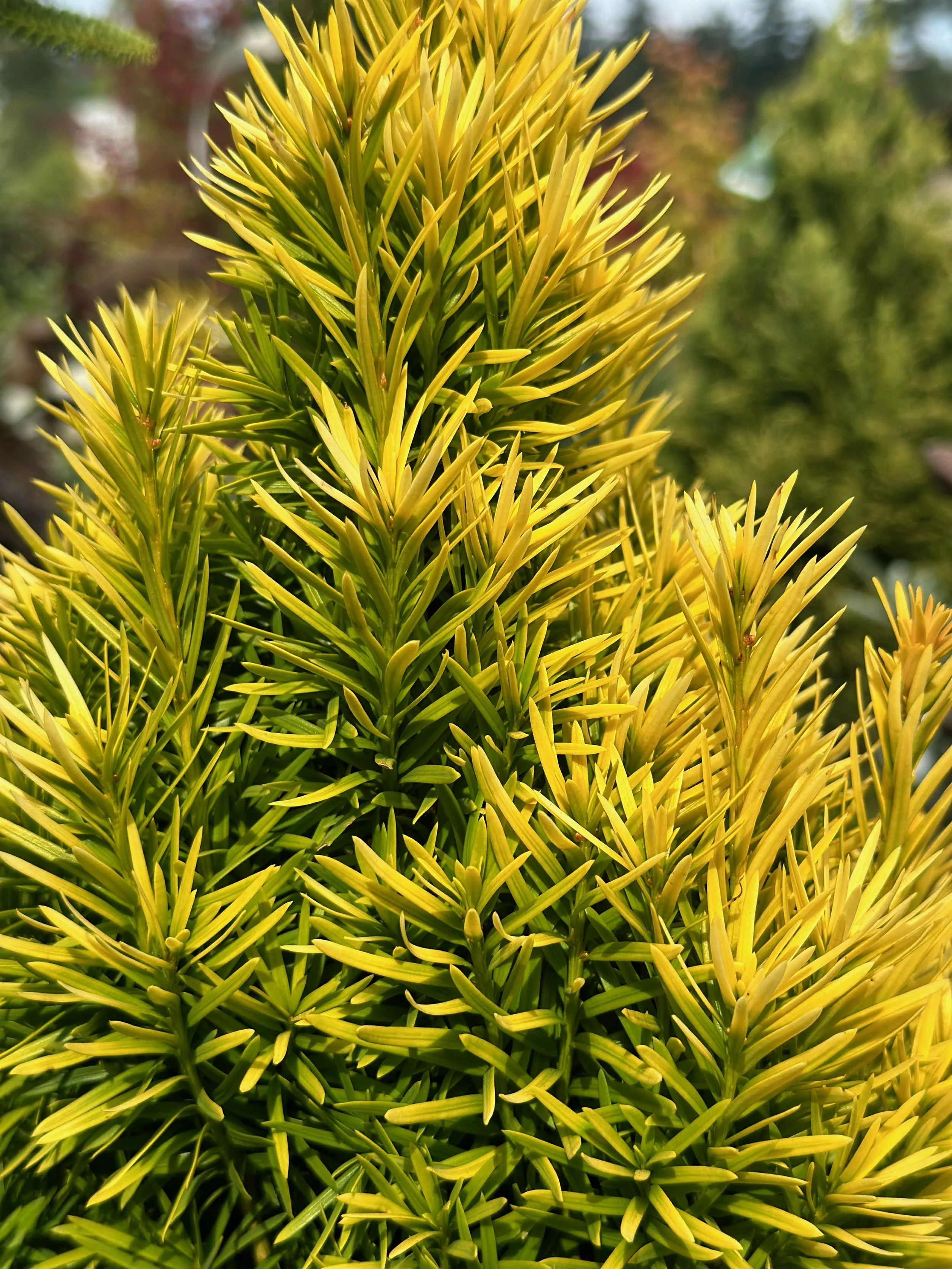 Taxus — Sunnyside Nursery
