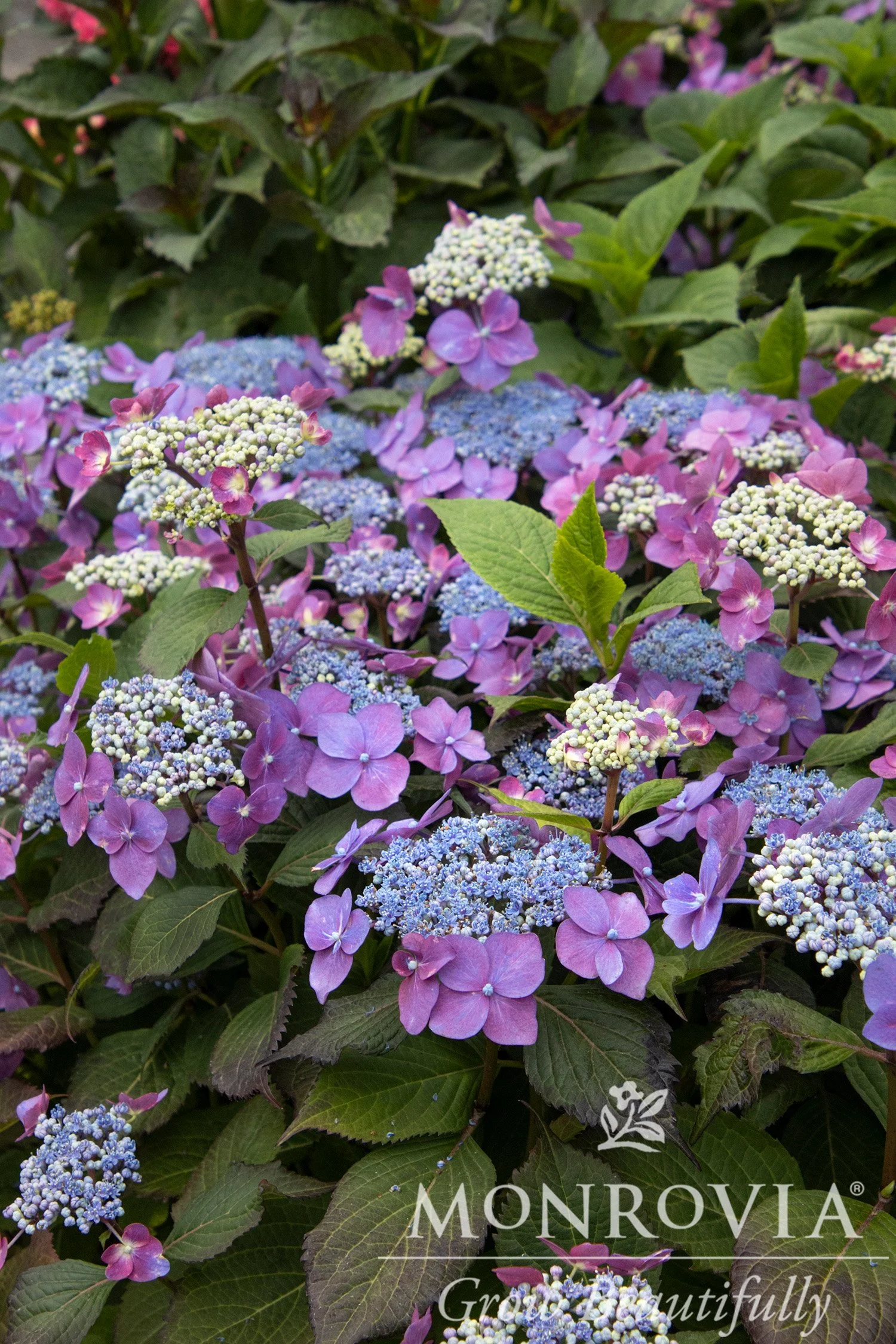 Seaside Serenade Hydrangeas — Sunnyside Nursery