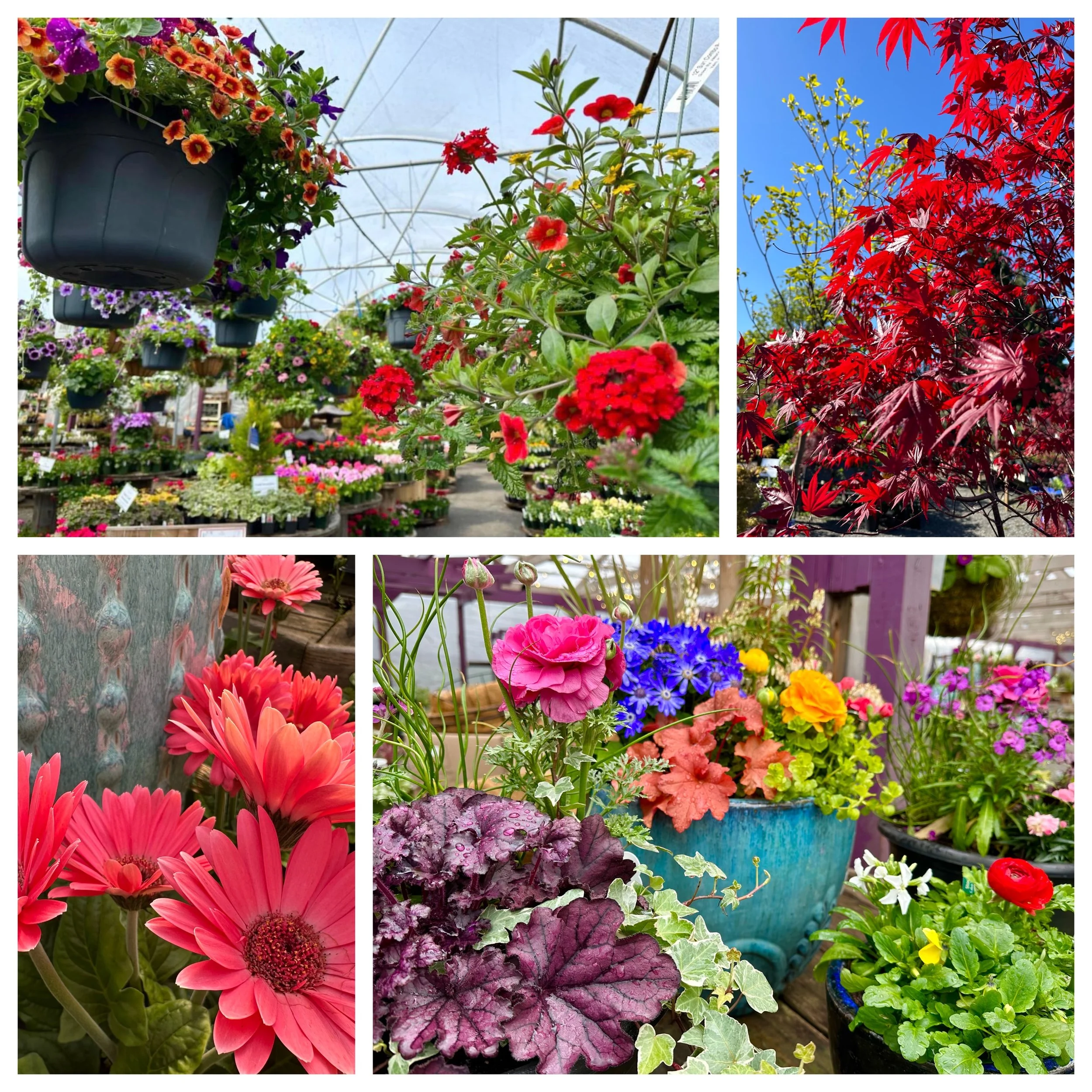 Seasonal Gardening — Sunnyside Nursery