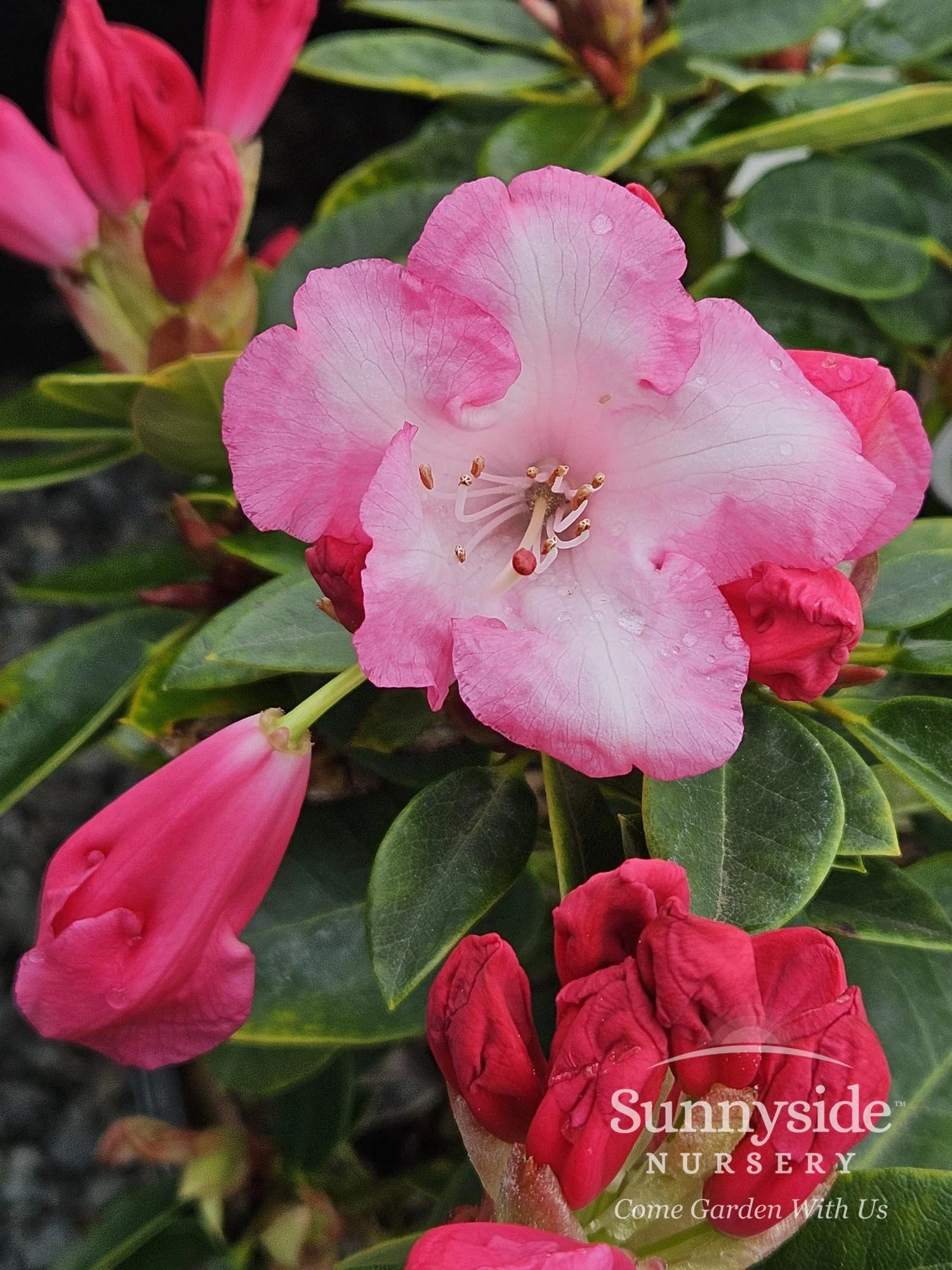 Pink Rhododendrons — Sunnyside Nursery