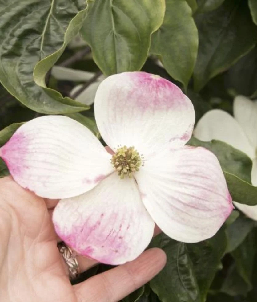 Dogwood Trees — Sunnyside Nursery
