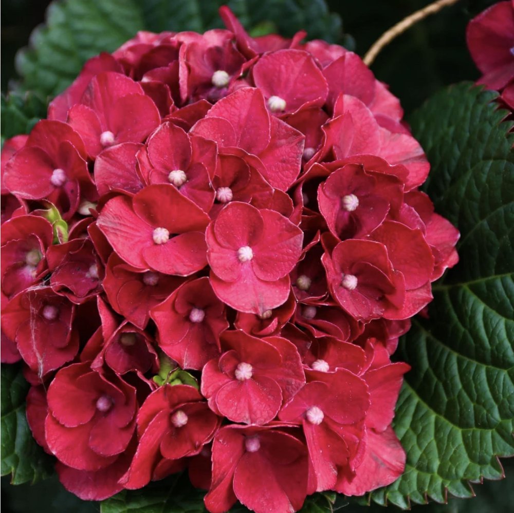 Big Leaf Hydrangeas — Sunnyside Nursery