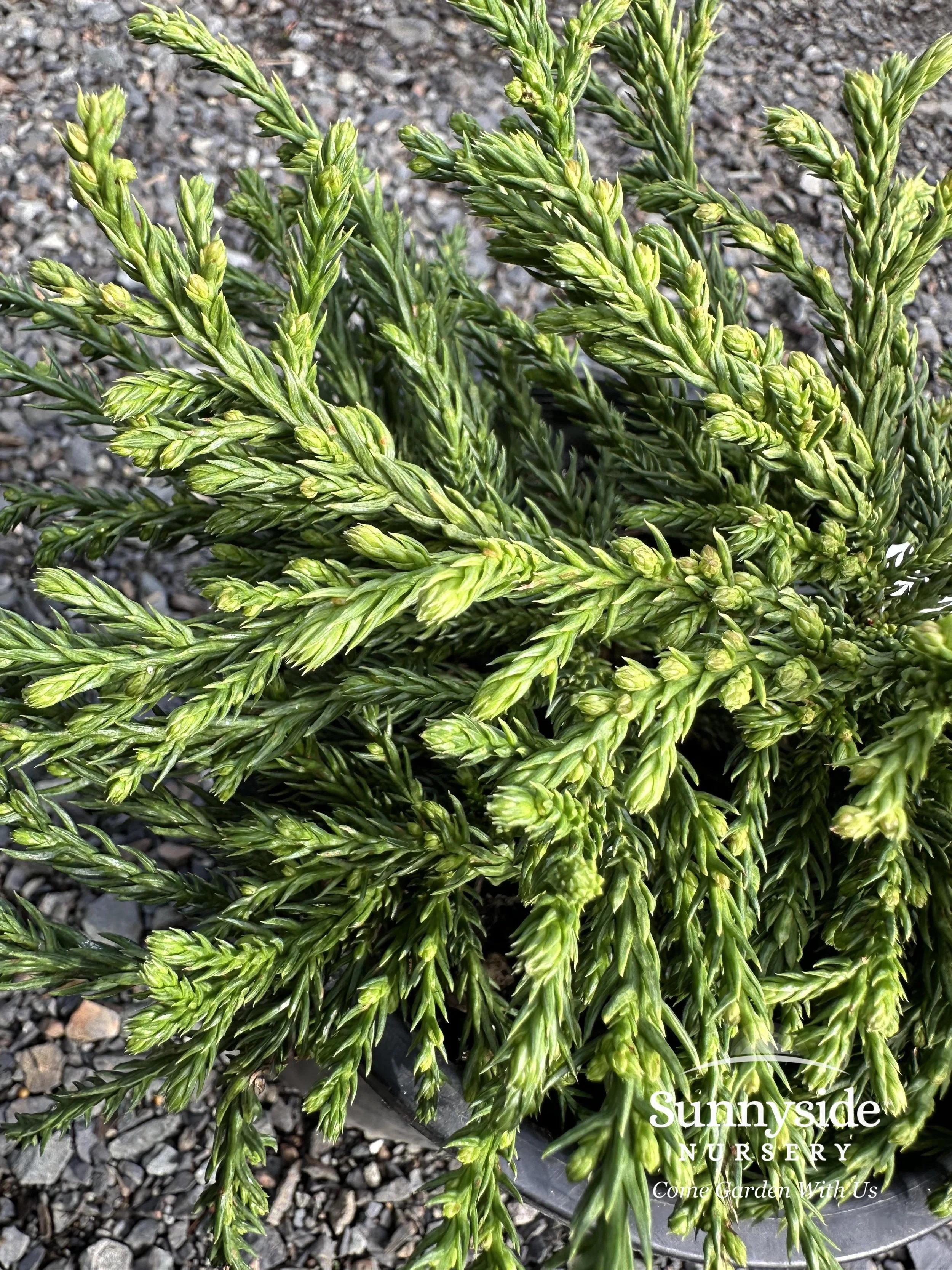 Cryptomeria — Sunnyside Nursery