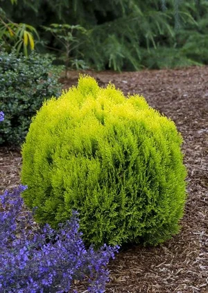 Thuja — Sunnyside Nursery