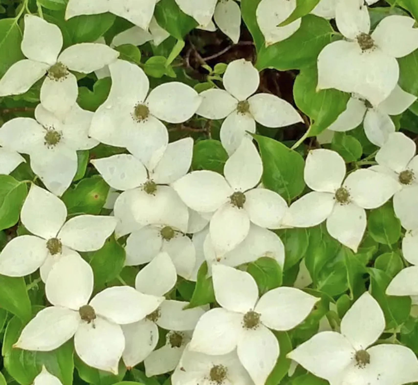 Dogwood Trees — Sunnyside Nursery