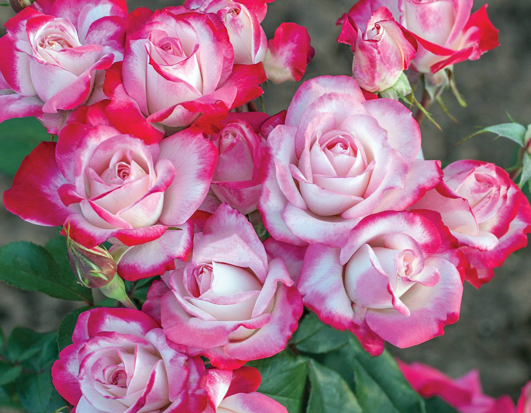 Shrub Roses — Sunnyside Nursery