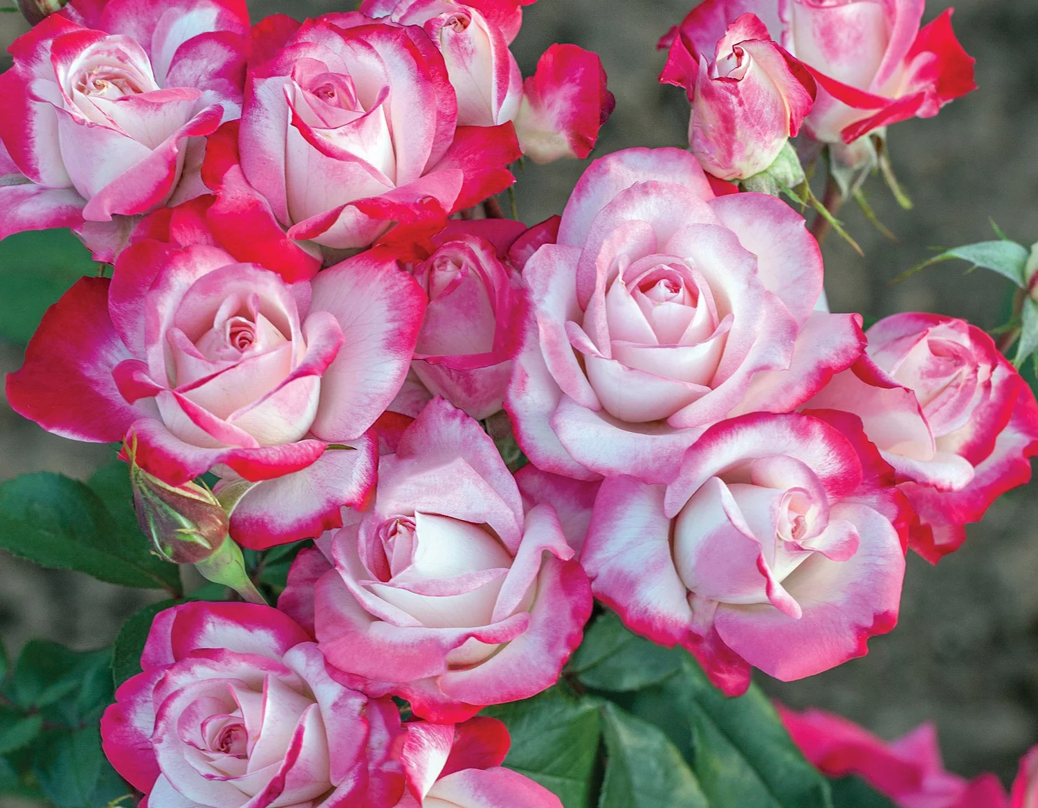 Shrub Roses — Sunnyside Nursery