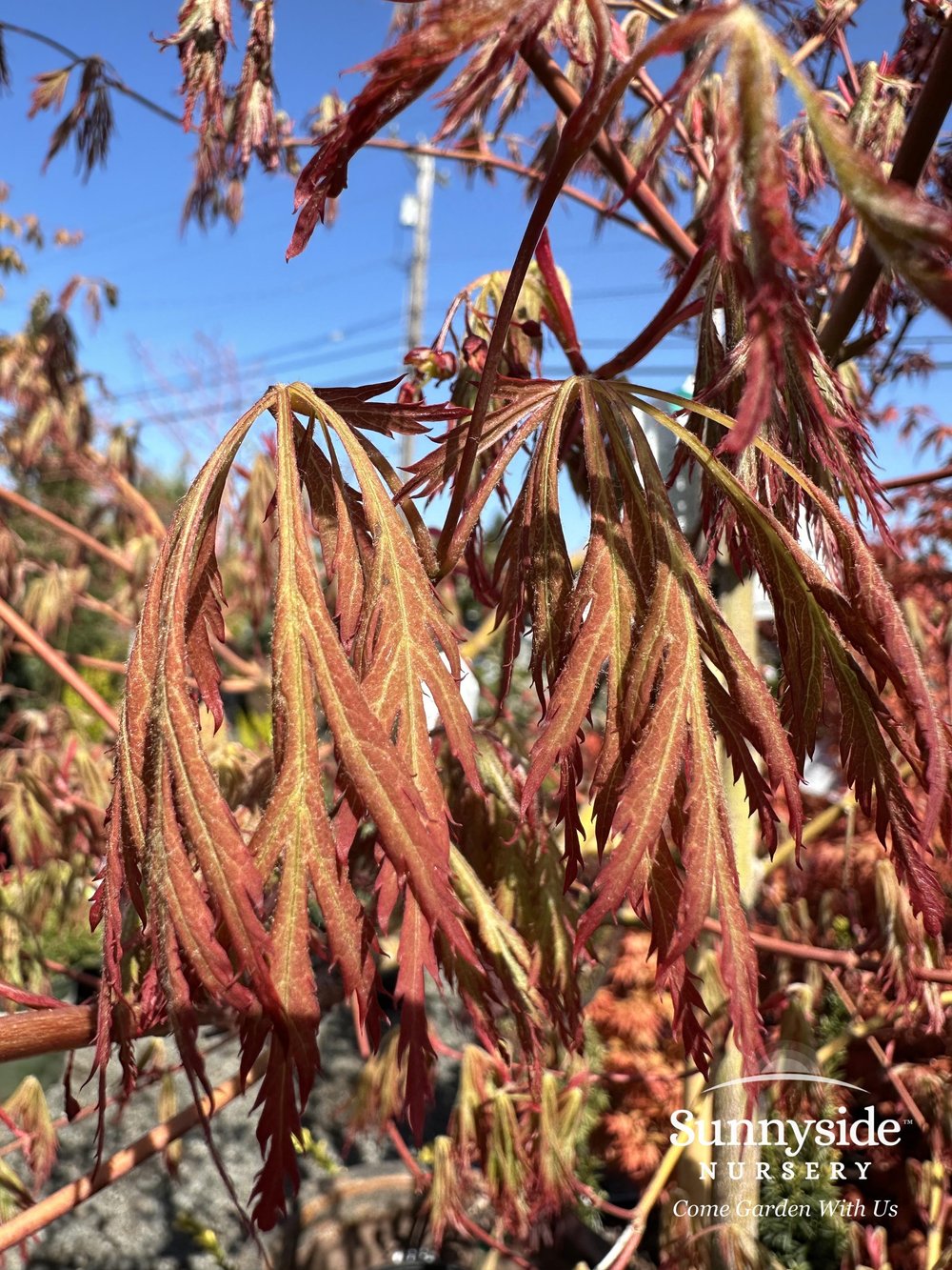 Specialty Japanese Maples — Sunnyside Nursery