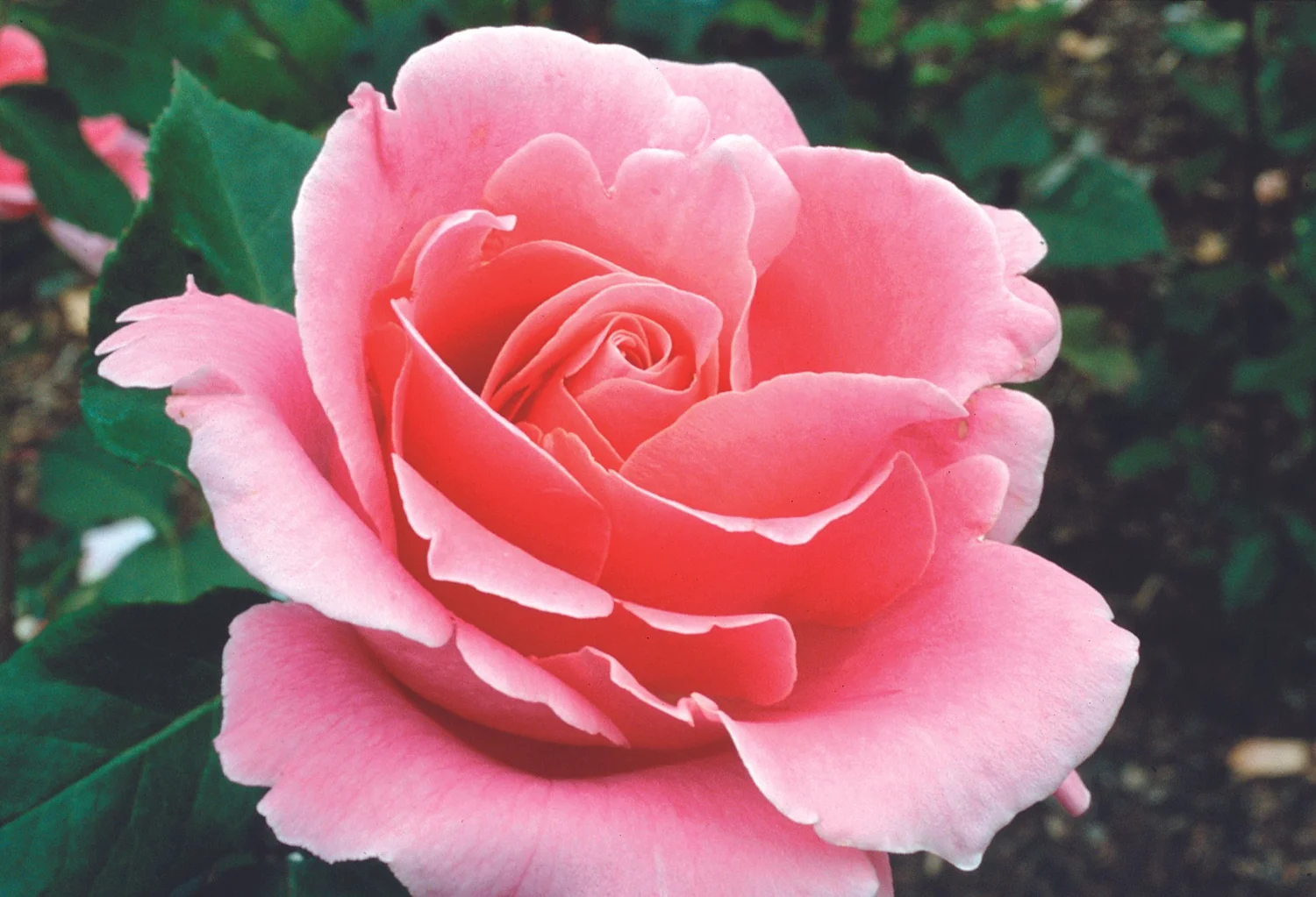 Hybrid Tea Roses — Sunnyside Nursery