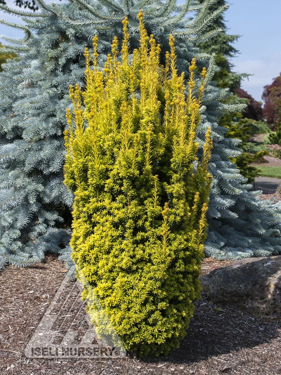 Taxus — Sunnyside Nursery