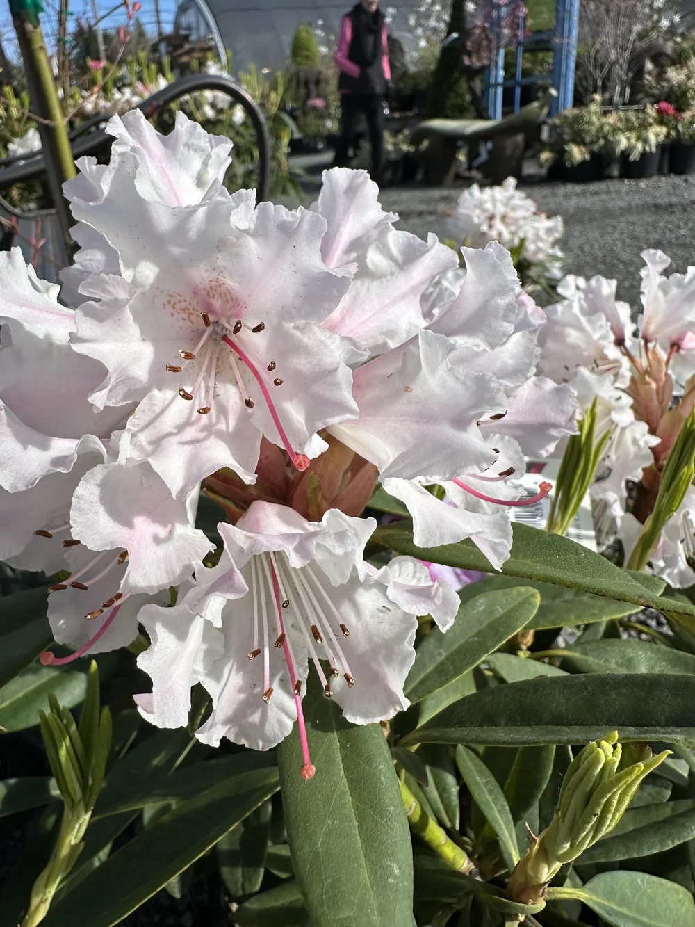 Pink Rhododendrons — Sunnyside Nursery