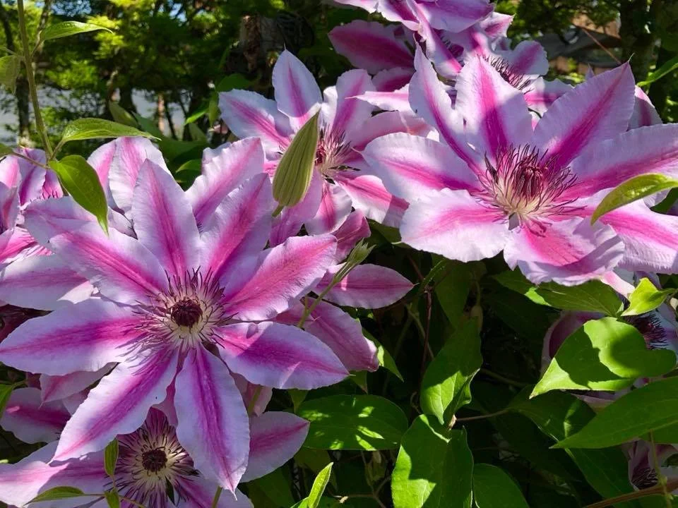 Untangling Clematis Pruning — Sunnyside Nursery