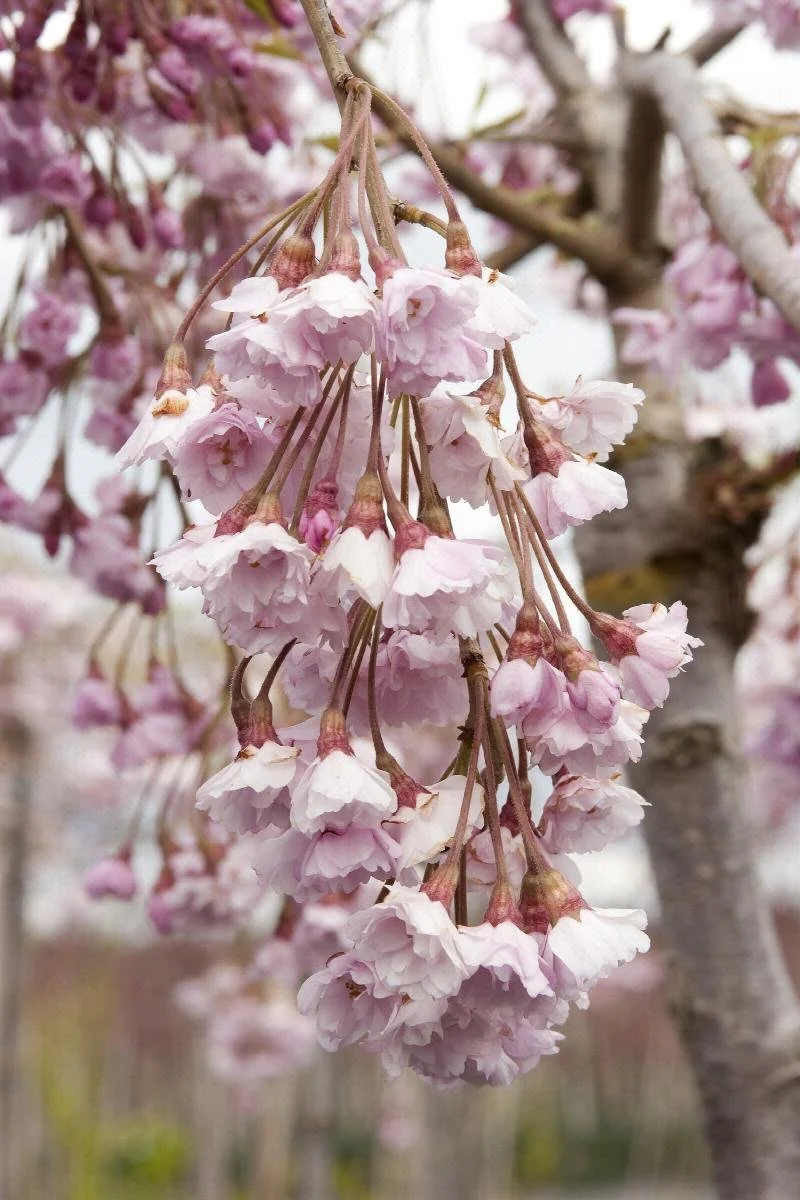 Flowering Cherry Tree Varieties