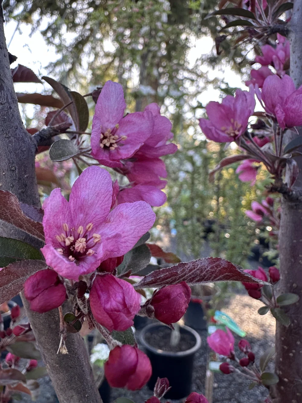 Flowering Crabapple Trees — Sunnyside Nursery