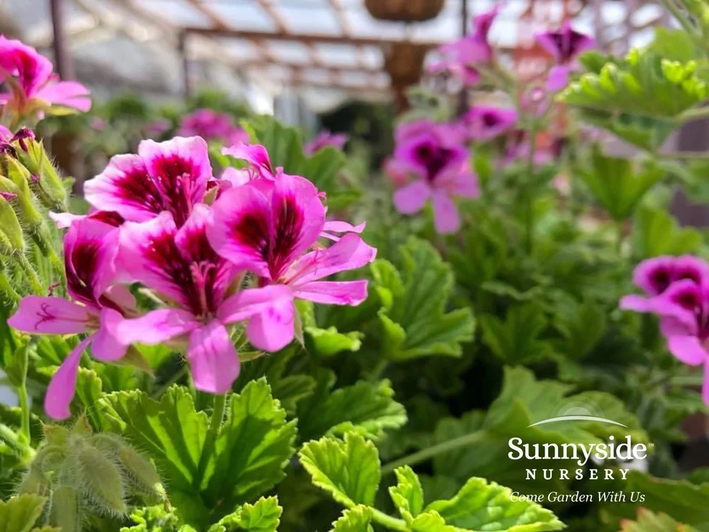 Annuals For Sun — Sunnyside Nursery