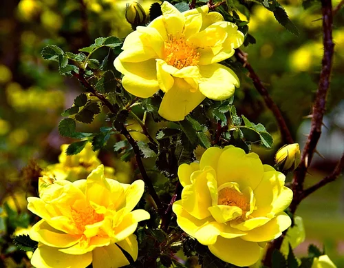 Climbing Roses — Sunnyside Nursery