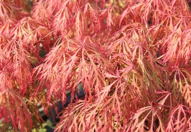 Lace-Leaf Japanese Maples — Sunnyside Nursery