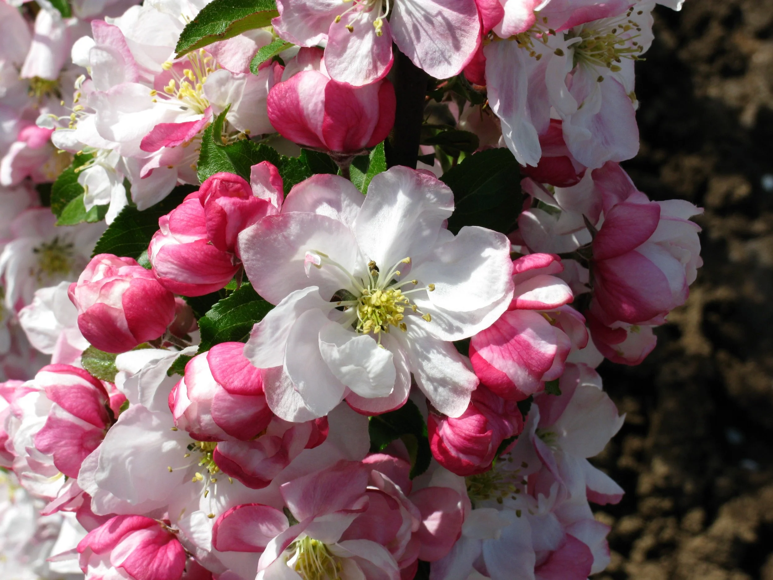 Flowering Crabapple Trees — Sunnyside Nursery