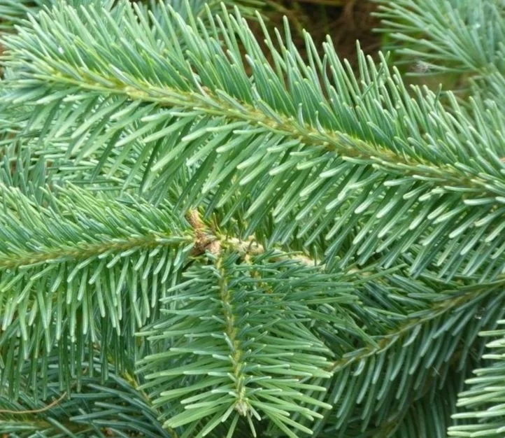 Abies — Sunnyside Nursery