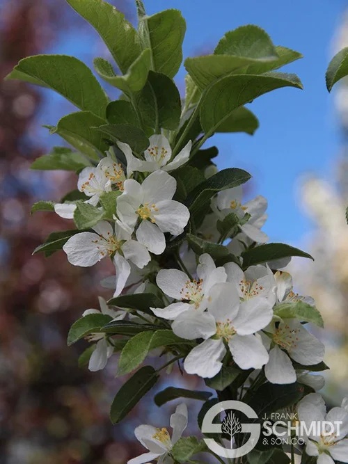 Flowering Crabapple Trees — Sunnyside Nursery