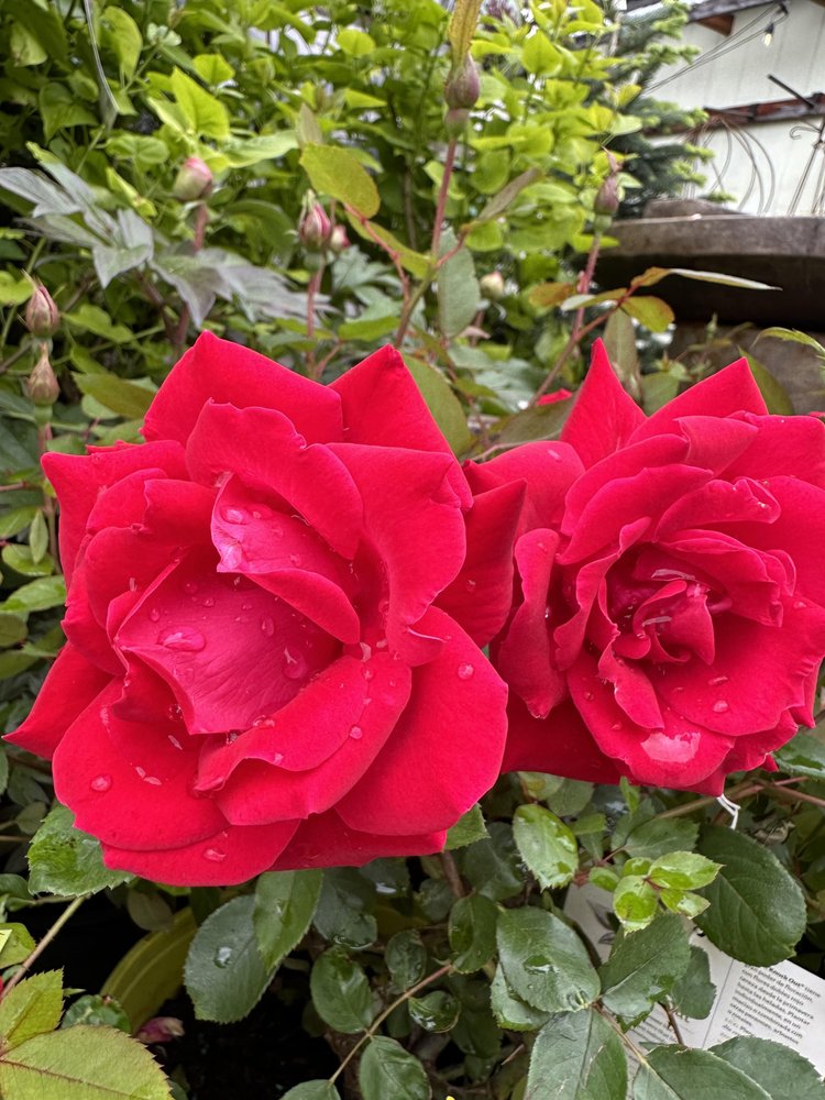 Shop At Home — Sunnyside Nursery