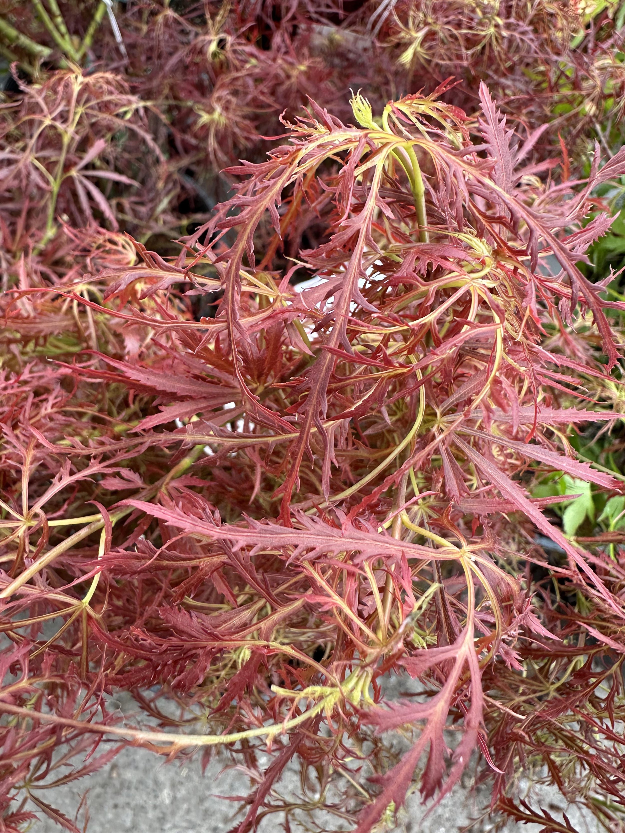 Lace-Leaf Japanese Maples — Sunnyside Nursery