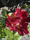 Climbing Roses — Sunnyside Nursery