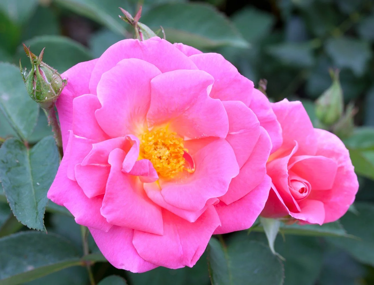 Brand New 2024 Roses — Sunnyside Nursery