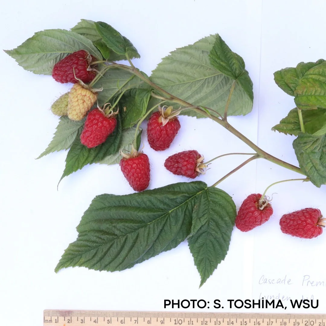Raspberries — Sunnyside Nursery