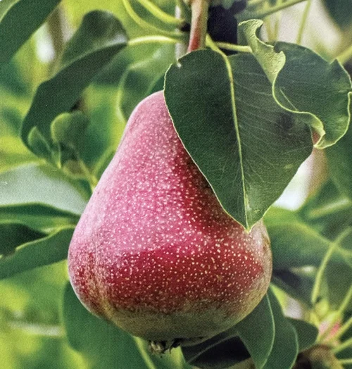 Pear Trees — Sunnyside Nursery