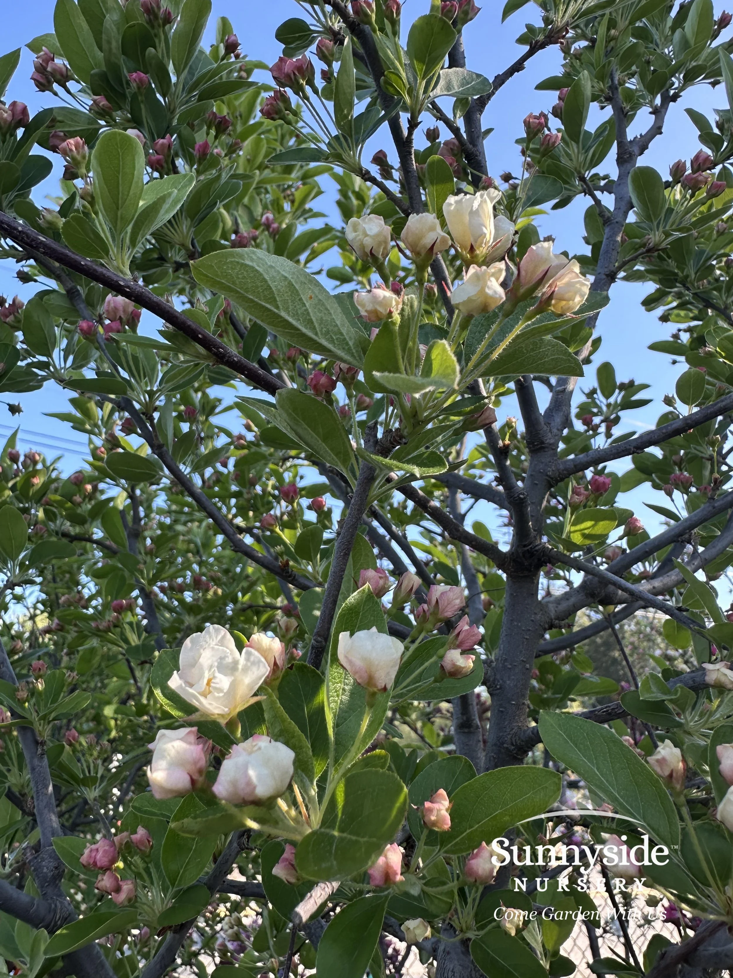 Flowering Crabapple Trees — Sunnyside Nursery